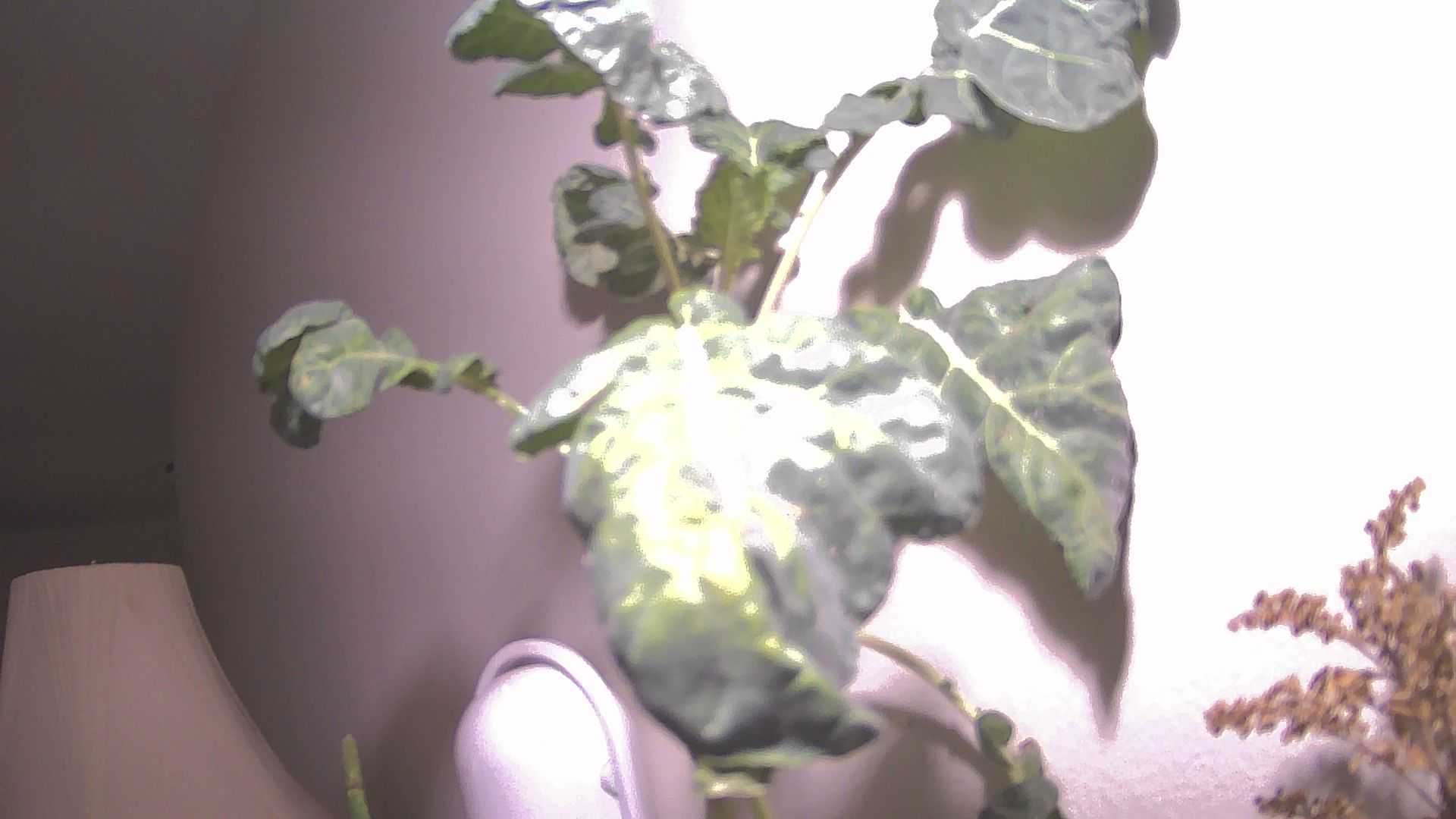 John's Crappy Garden